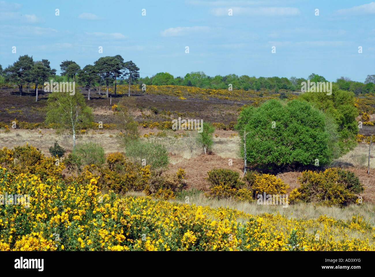 Holt dorset hi-res stock photography and images - Alamy