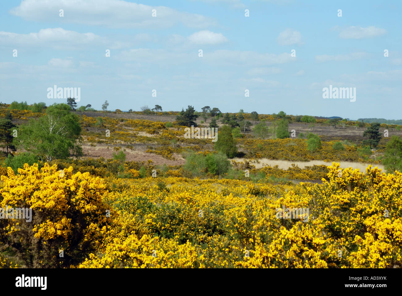 Holt Heath National Nature Reserve Dorset Stock Photo - Alamy
