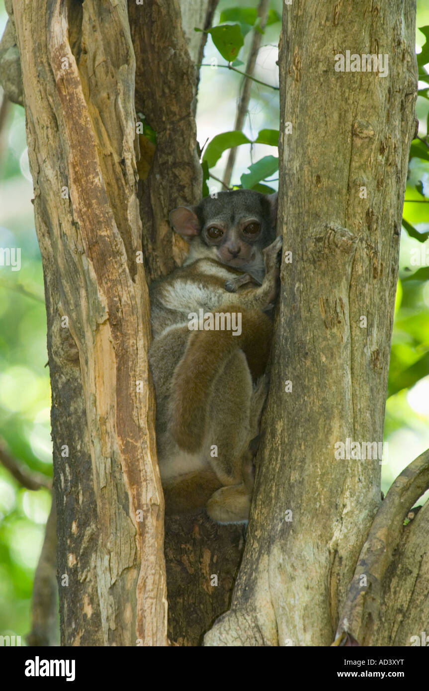 Milne-Edwards Sportive Lemur (Lepilemur edwardsi) Ankarafantsika ...