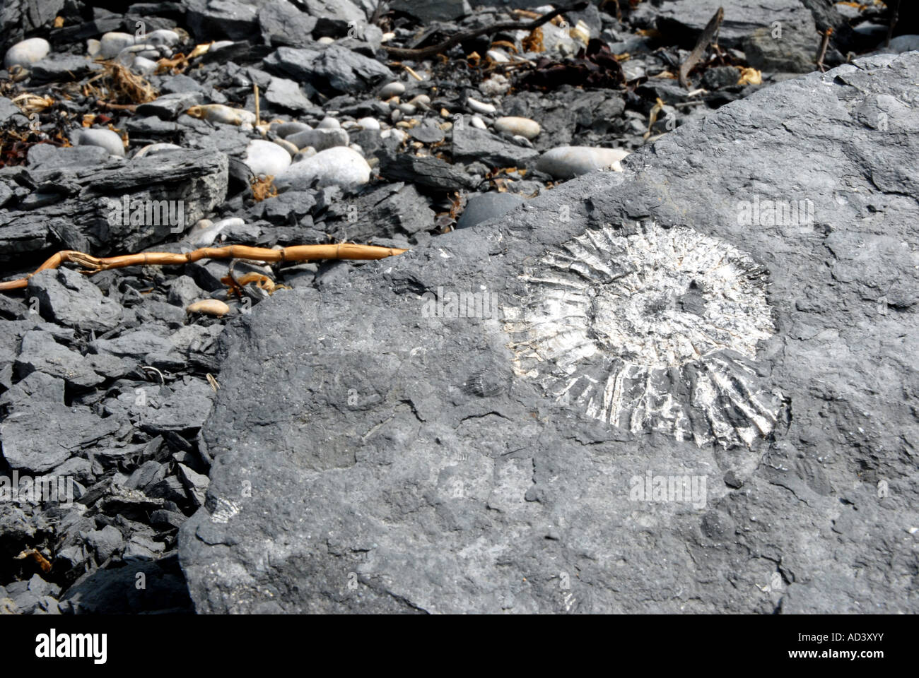 Timeless impression hi-res stock photography and images - Alamy