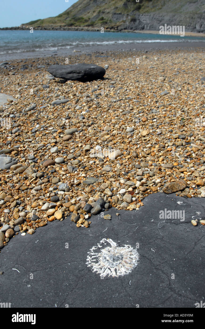 Ammonite impression hi-res stock photography and images - Alamy