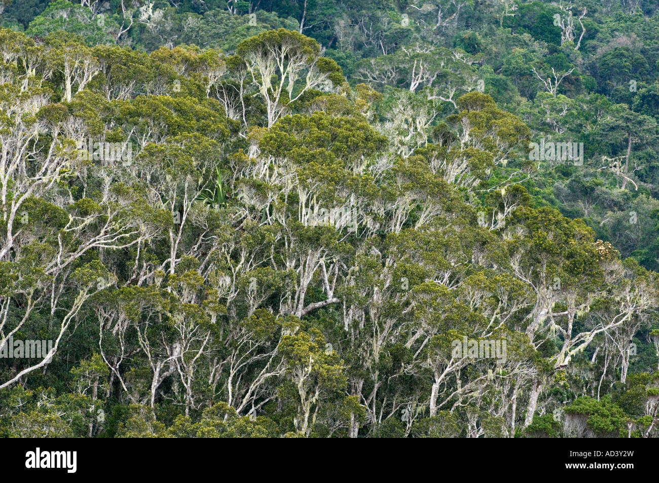 Tropical rainforest, Mantadia National Park, Eastern Madagascar Stock ...