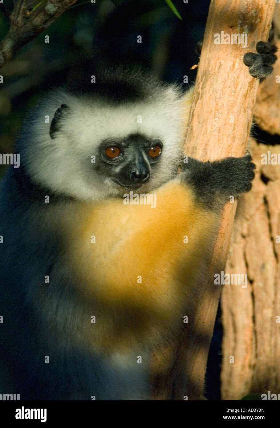 Diademed Sifaka Lemur (Propithecus diadema) Captive Madagascar Stock ...