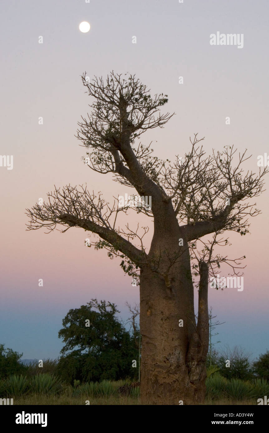 Baobabs Adansonia Sp High Resolution Stock Photography and Images - Alamy