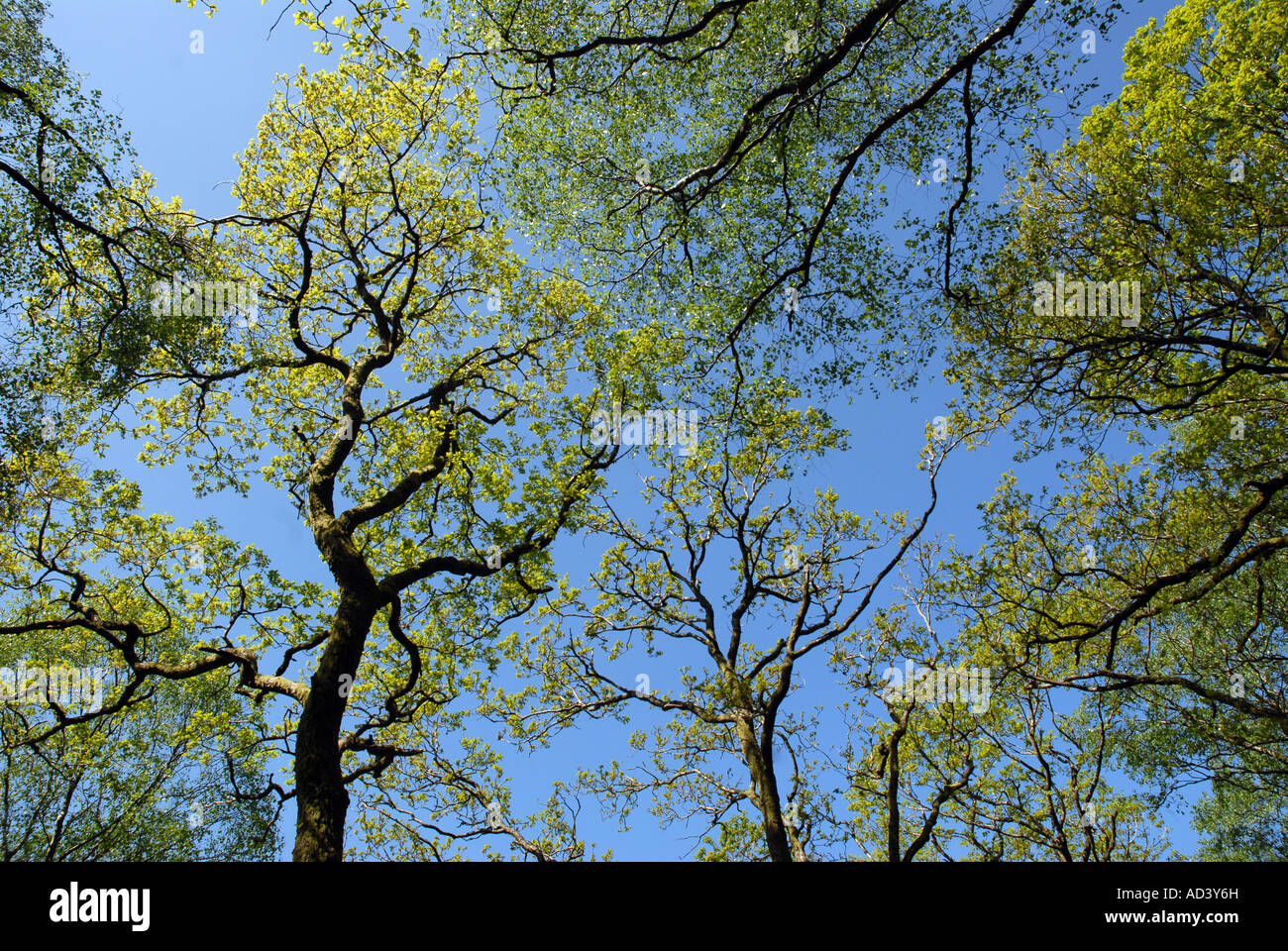 Looking up to tree tops Stock Photo - Alamy