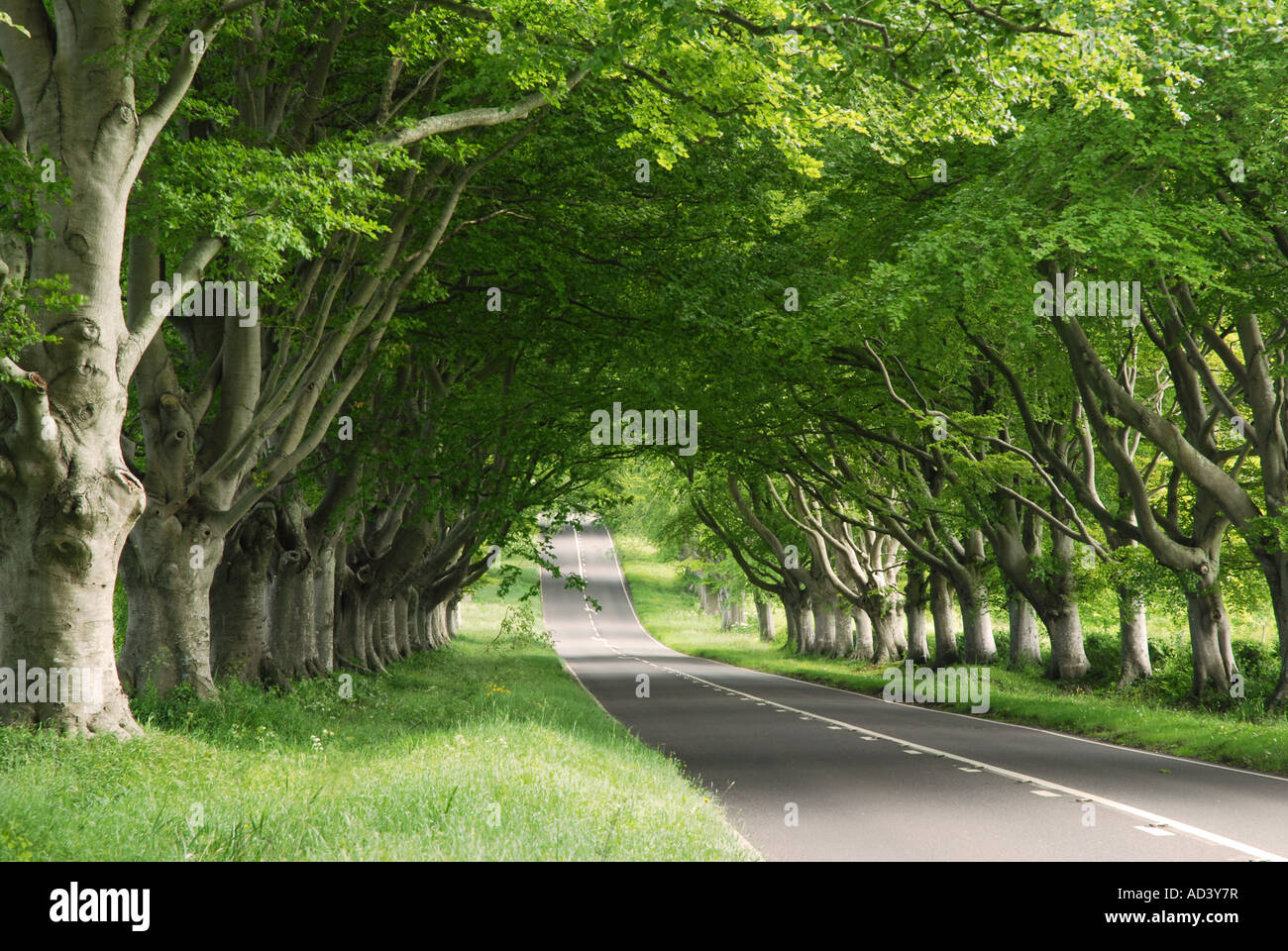 Beech trees lining the road at Badbury Rings, Dorset in summer Stock ...