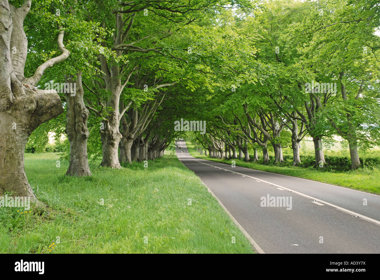 Beech trees lining the road at Badbury Rings, Dorset in summer Stock ...