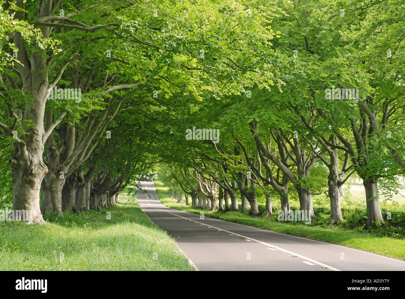 Beech trees lining the road at Badbury Rings, Dorset in summer Stock ...