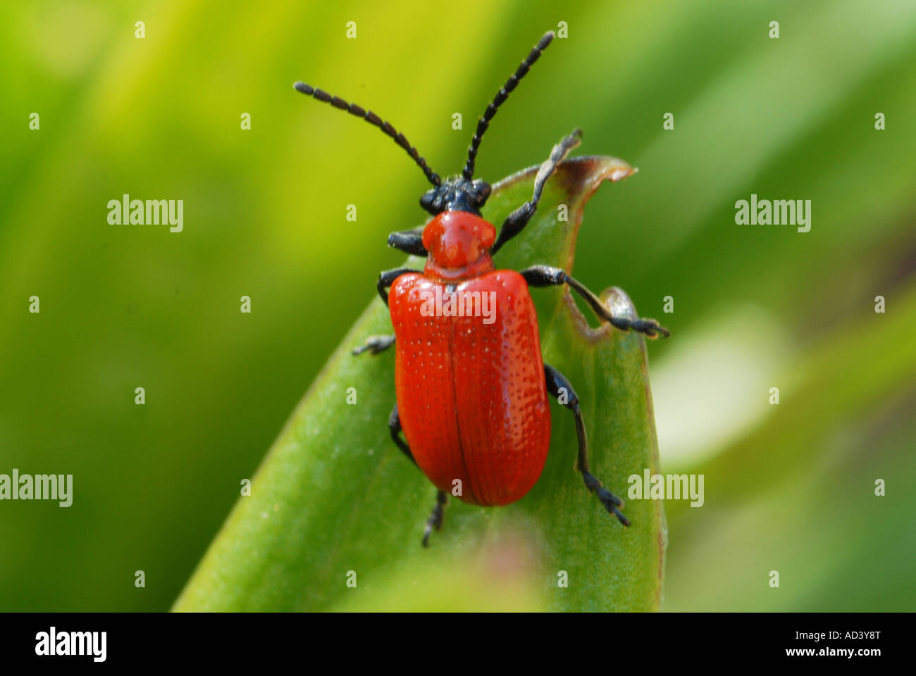 Perfect specimen of a Lilly Beetle Stock Photo - Alamy