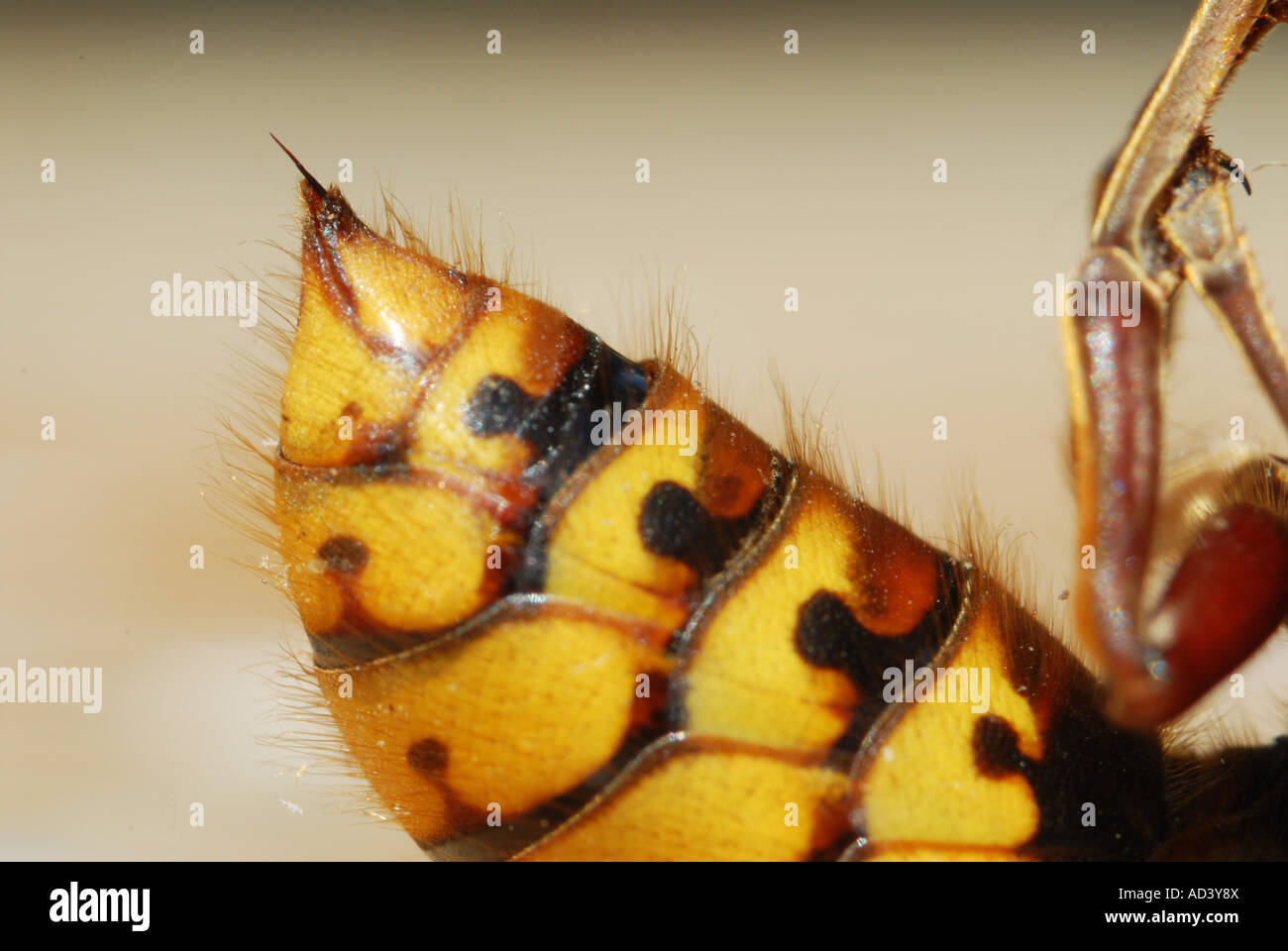 Close up on the sting of a Hornet Stock Photo - Alamy