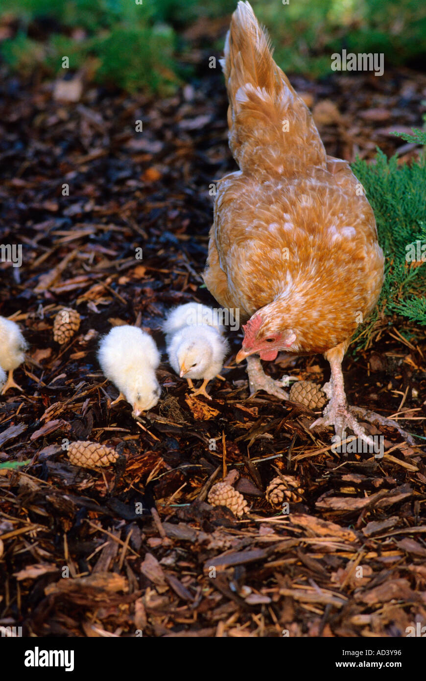 A hen with her chicks Stock Photo - Alamy