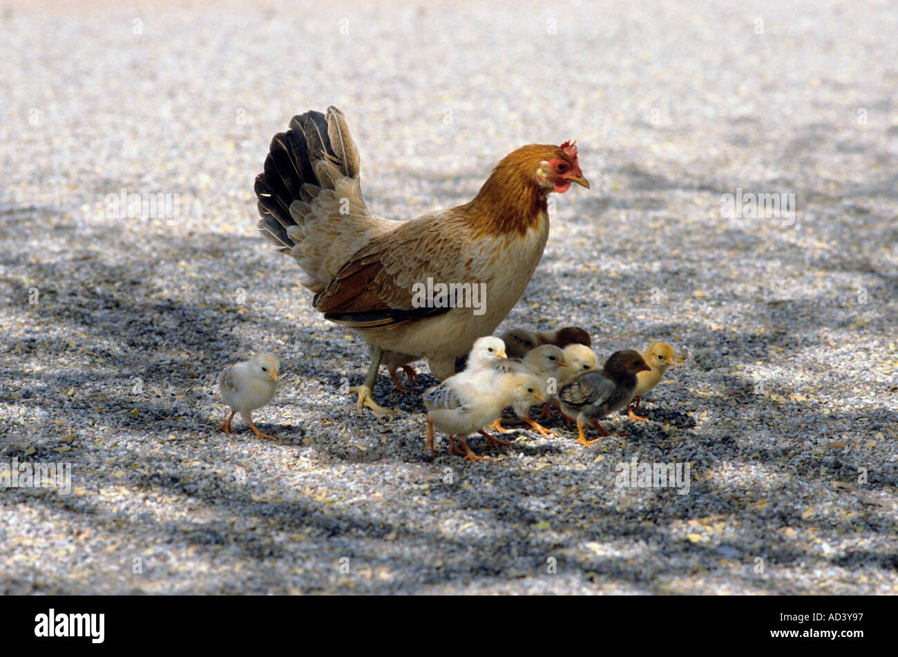 A hen with her chicks Stock Photo - Alamy