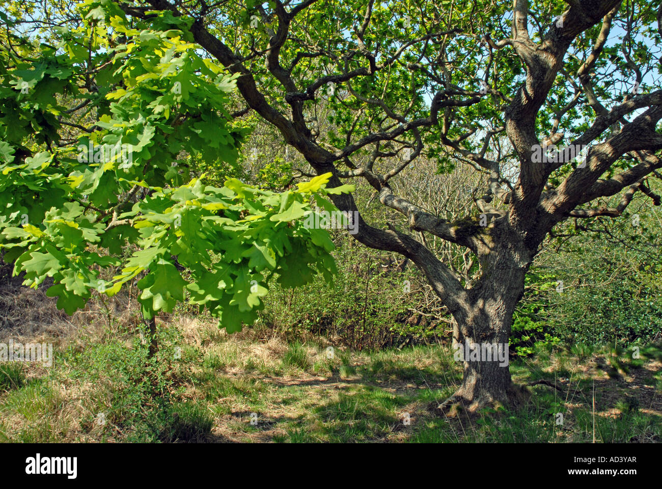 Oak tree showing the fresh leaves of spring in foreground Stock Photo ...