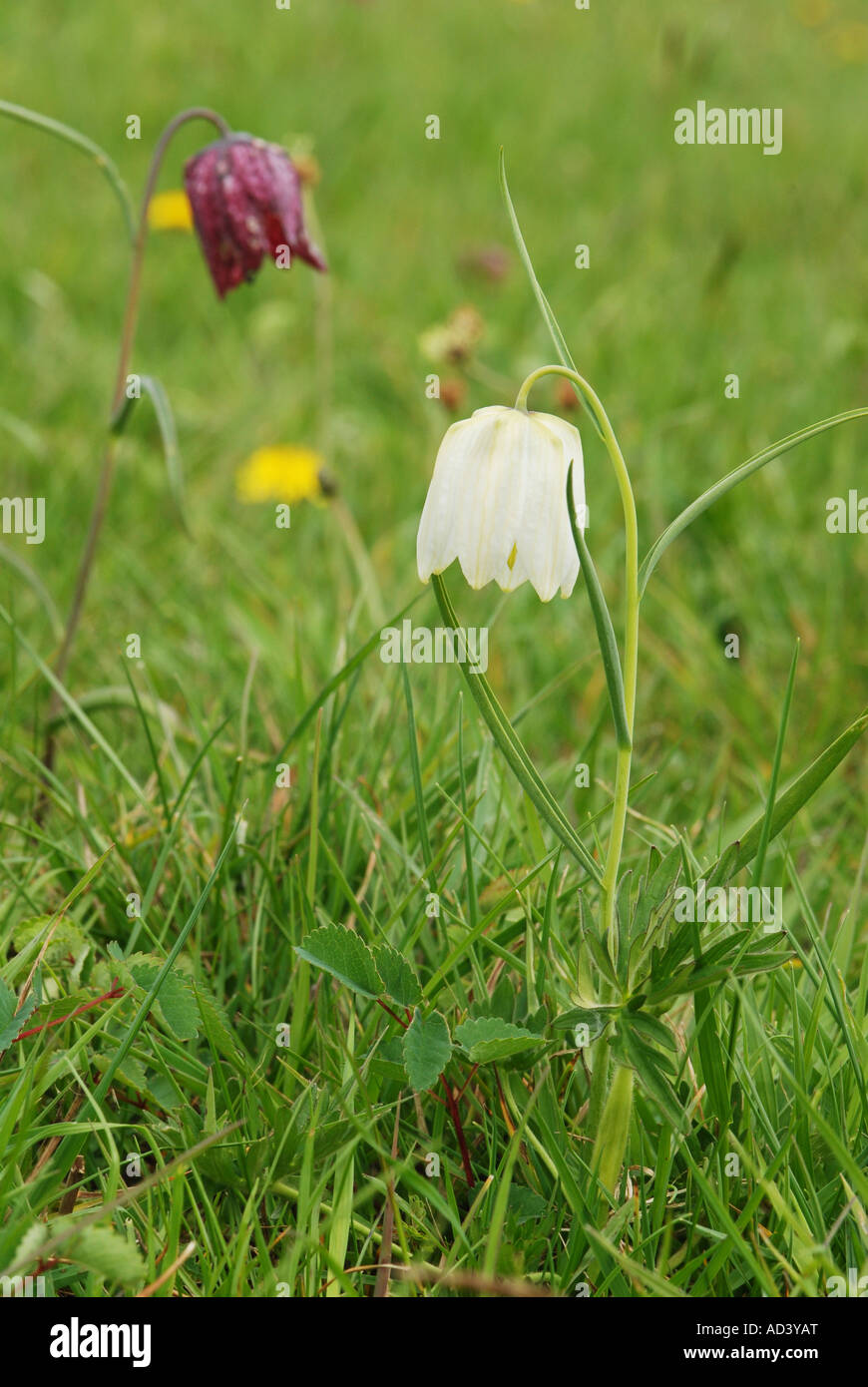 Pale fritillary hi-res stock photography and images - Alamy