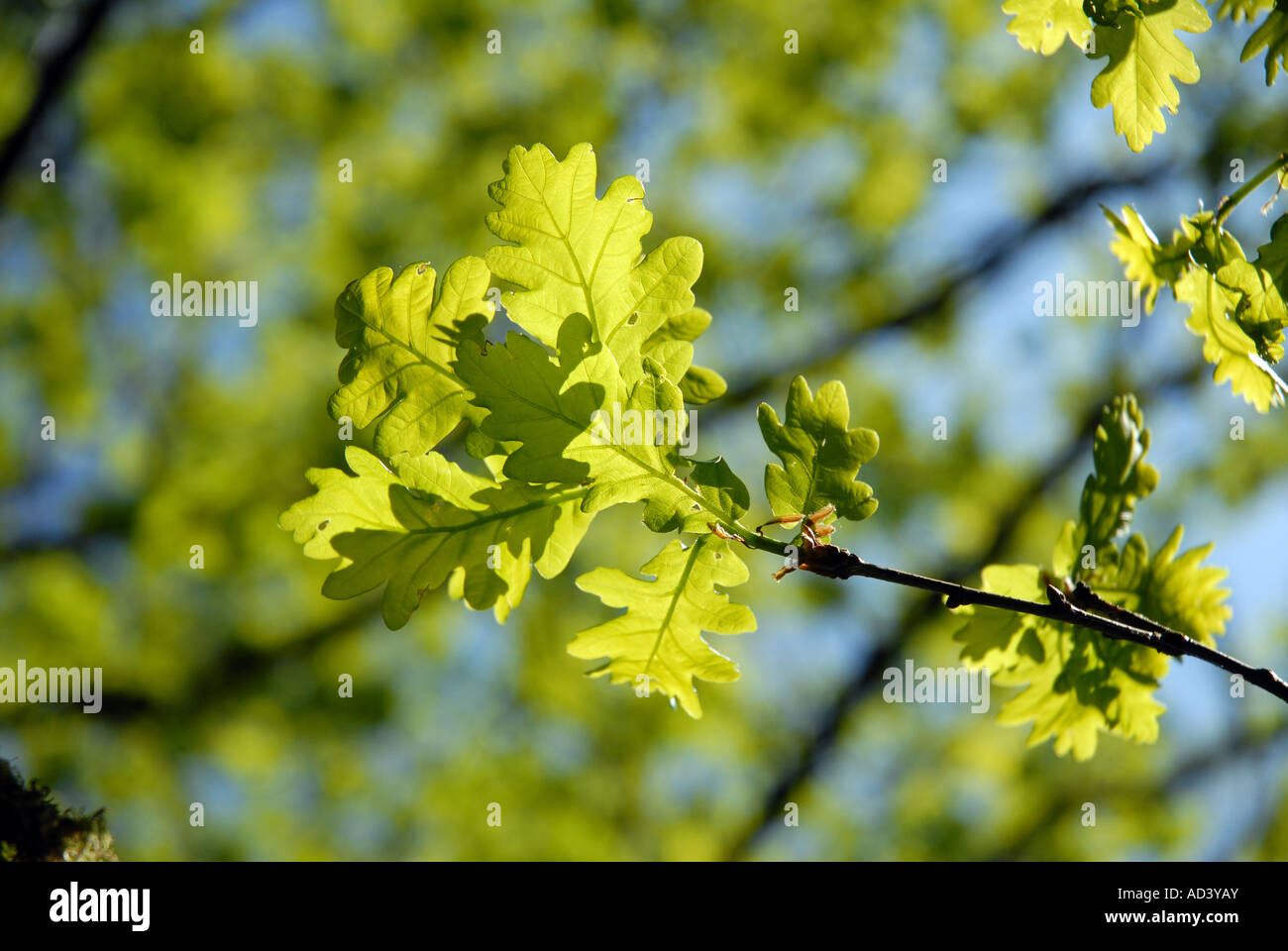 Oak leaves looking delicate and fresh in spring Stock Photo - Alamy
