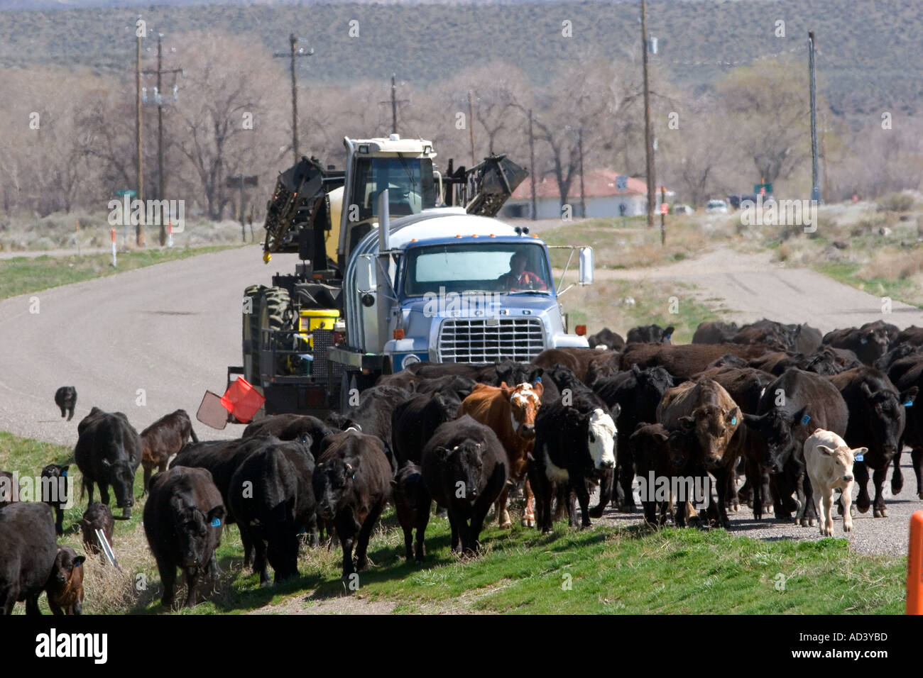 Herd of cows blocking road hi-res stock photography and images - Alamy