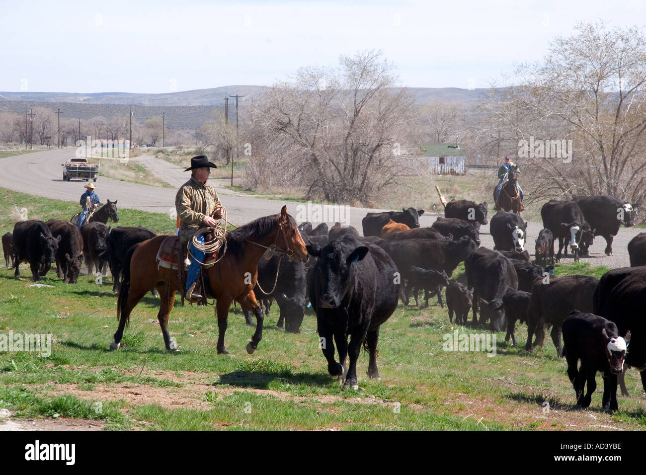 Herding cattle in idaho hi-res stock photography and images - Alamy