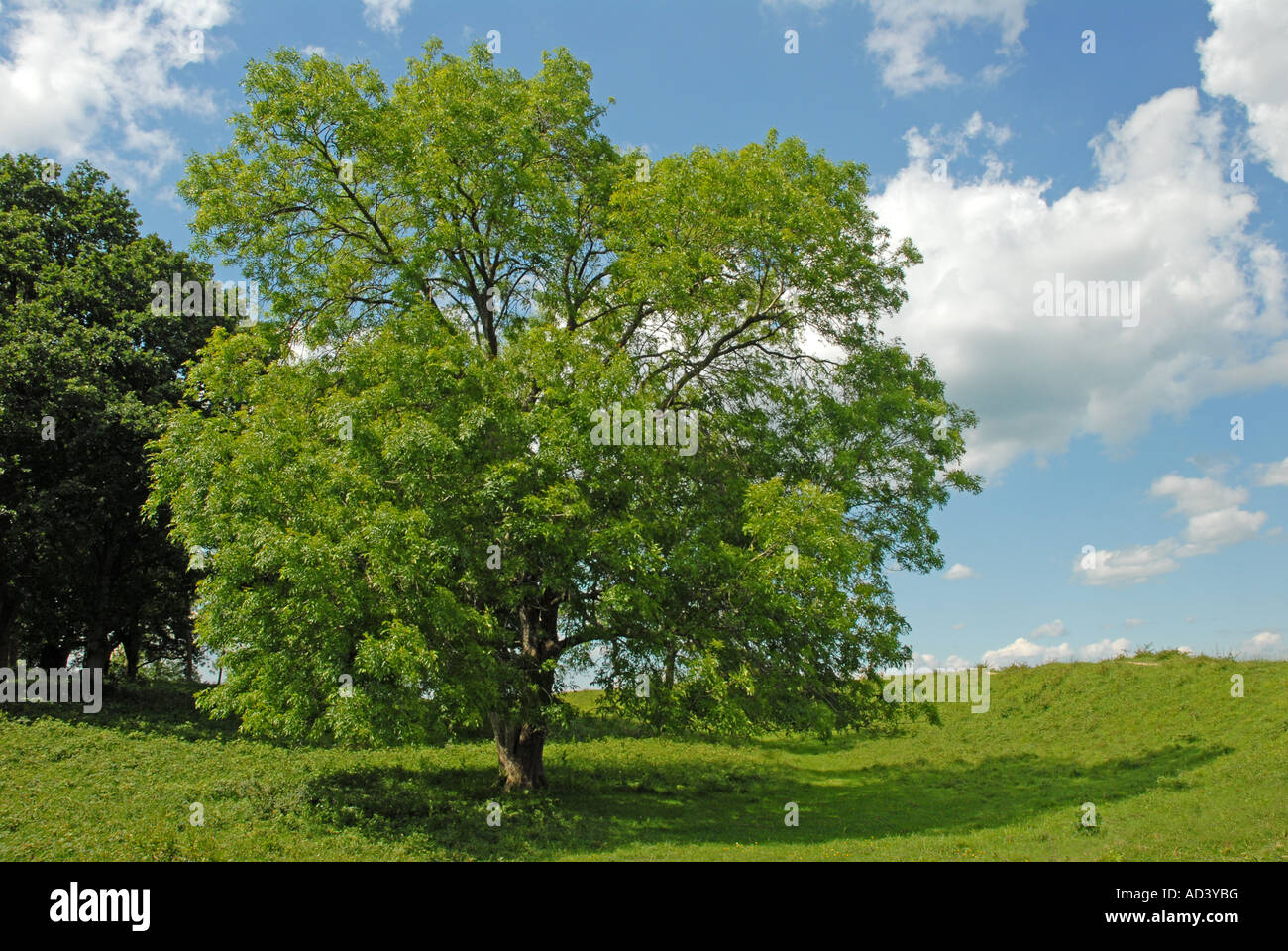 Big ash tree in leaf hi-res stock photography and images - Alamy