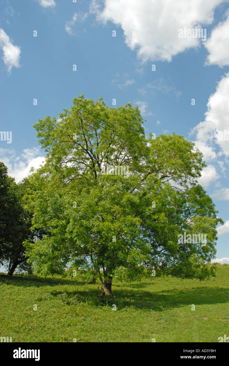 Big ash tree in leaf hi-res stock photography and images - Alamy