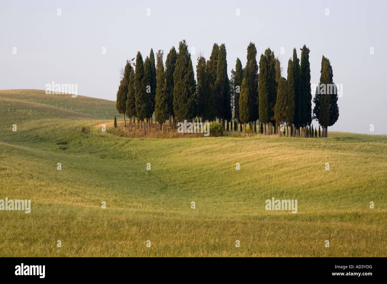 Cypress trees Tuscany Italy Stock Photo - Alamy