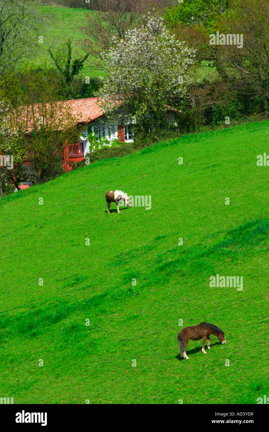 Basque pony hi-res stock photography and images - Alamy