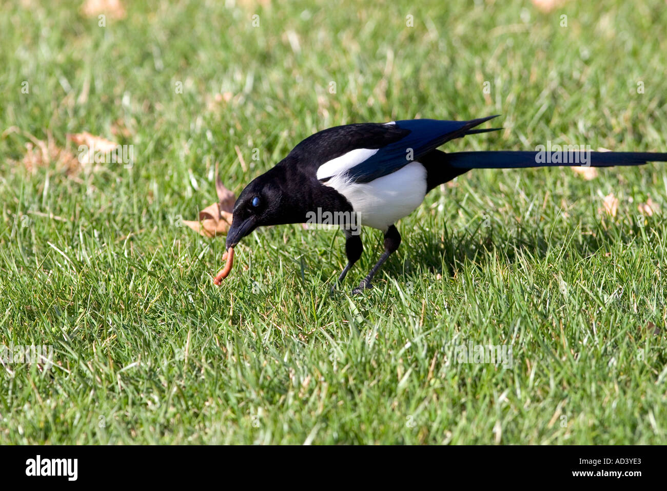 Magpie eating a worm Stock Photo - Alamy