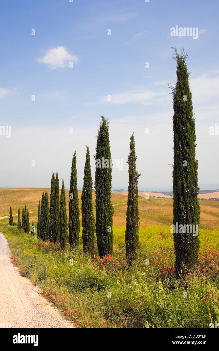 Tall Thin Pine Trees High Resolution Stock Photography and Images - Alamy