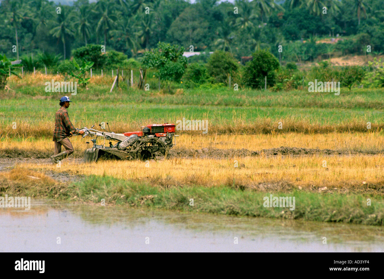 Farmer uses a two wheel tractor on a rice field in Malaysia Stock Photo ...