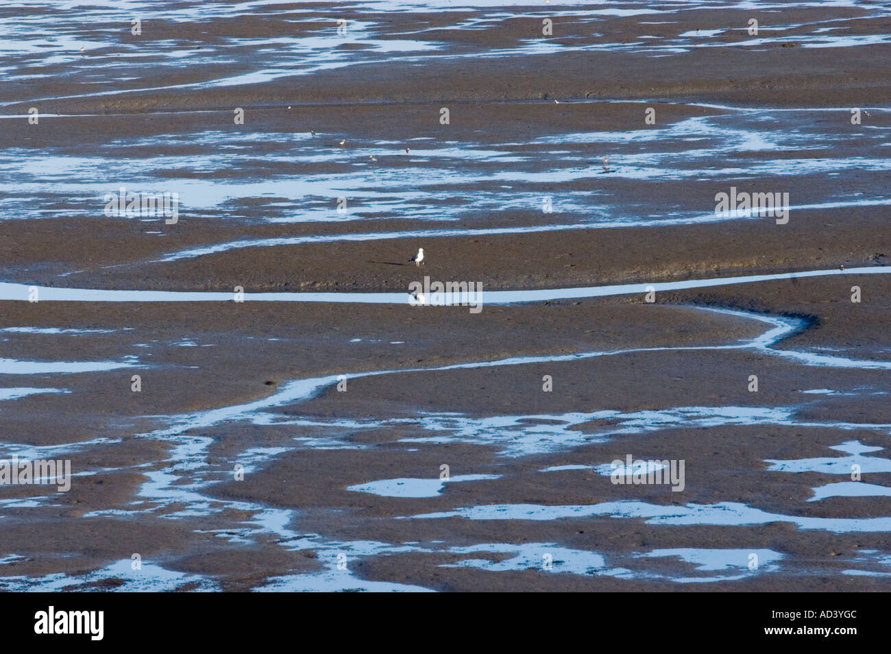 Tidal area hi-res stock photography and images - Alamy