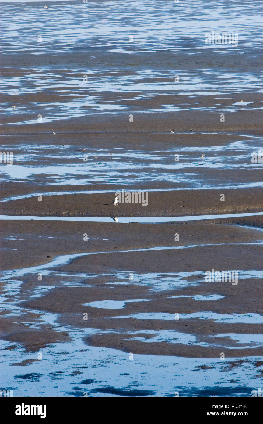 Tidal area hi-res stock photography and images - Alamy