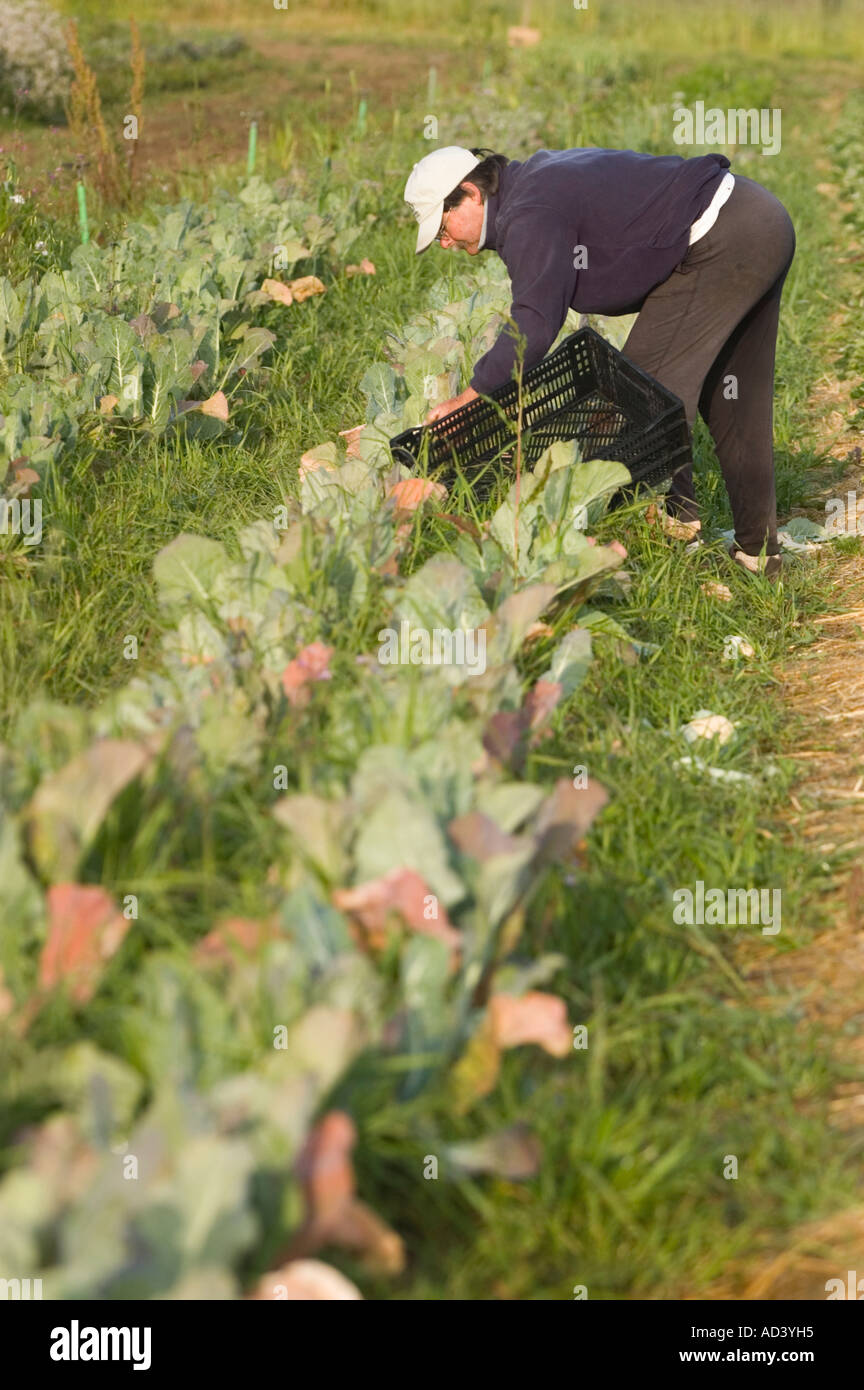Small scale farmer at work Stock Photo - Alamy
