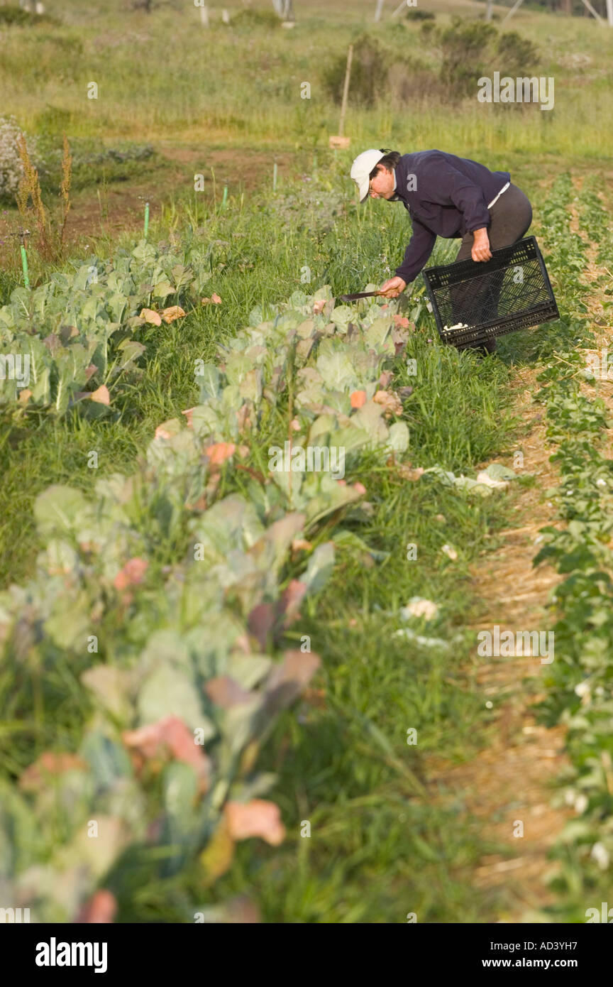 Small scale farmer at work Stock Photo - Alamy