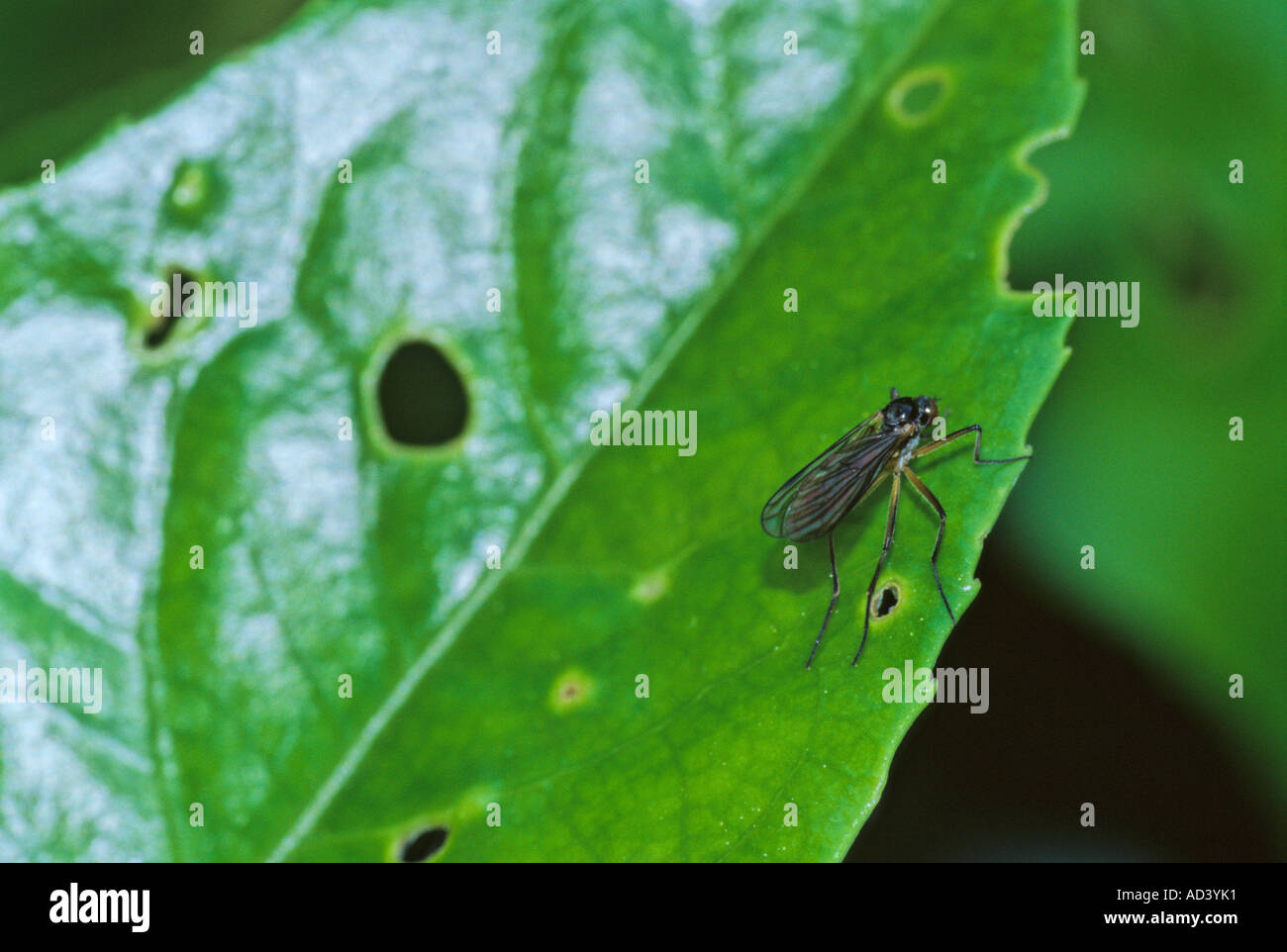 insect on a leaf Stock Photo - Alamy