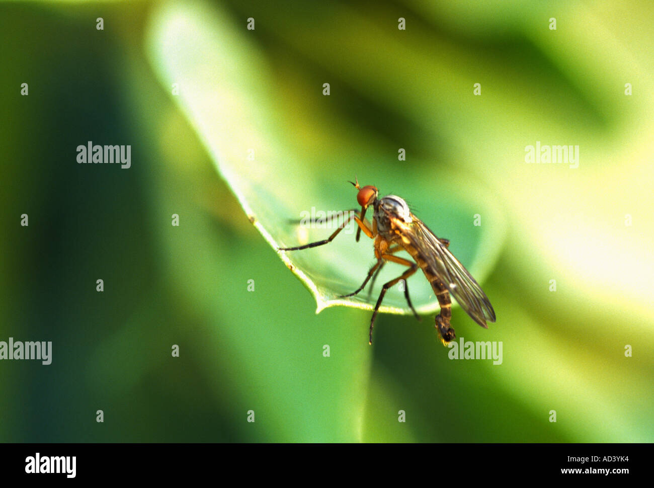 insect on a leaf Stock Photo - Alamy