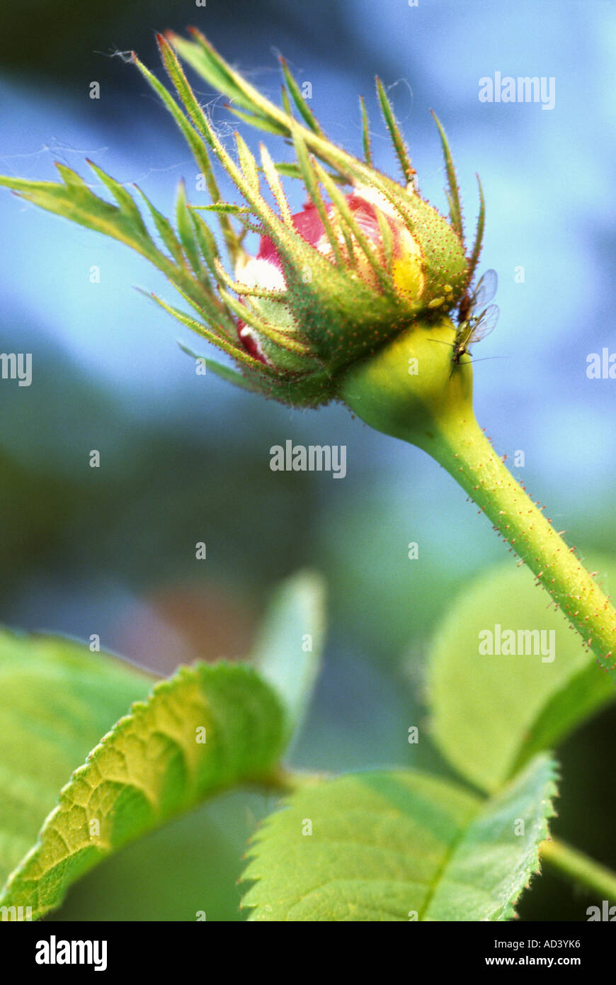 Vert insect hi-res stock photography and images - Alamy