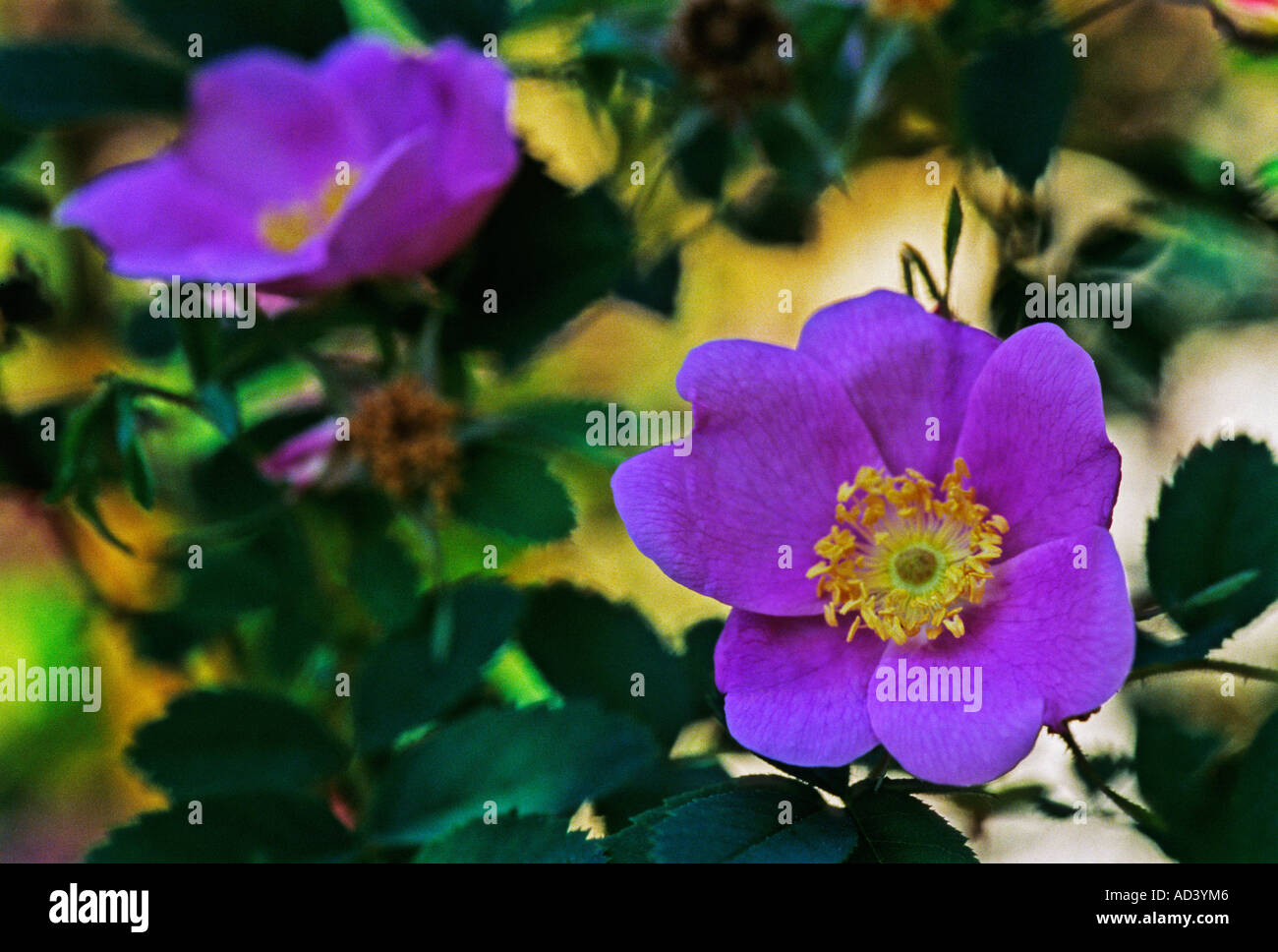 old rose variety Stock Photo - Alamy