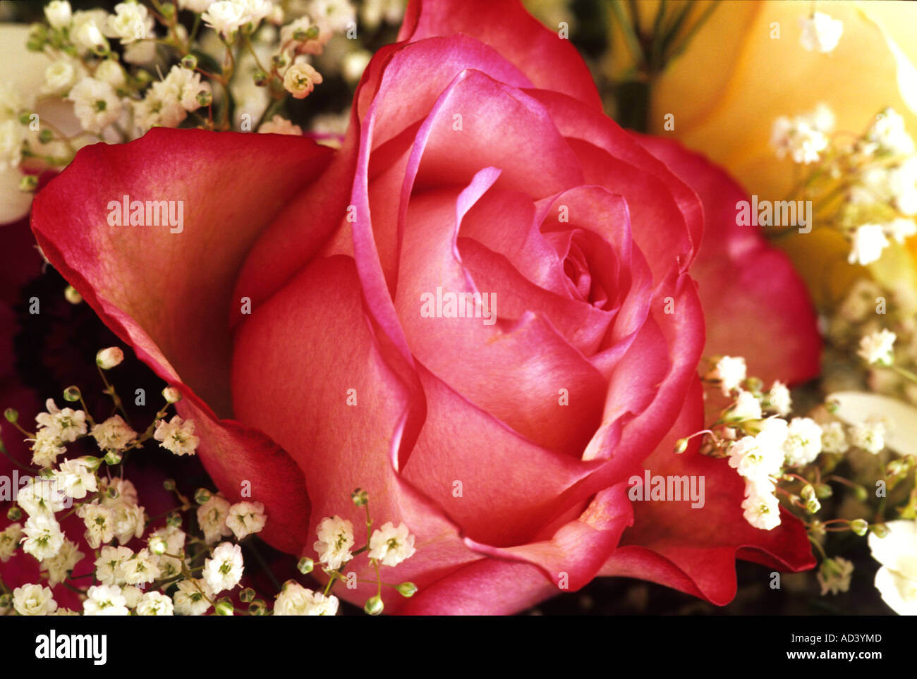 pink rose with gypsophila Stock Photo - Alamy