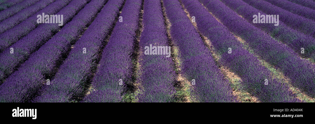Lavender field in rows, Provence, France Stock Photo - Alamy