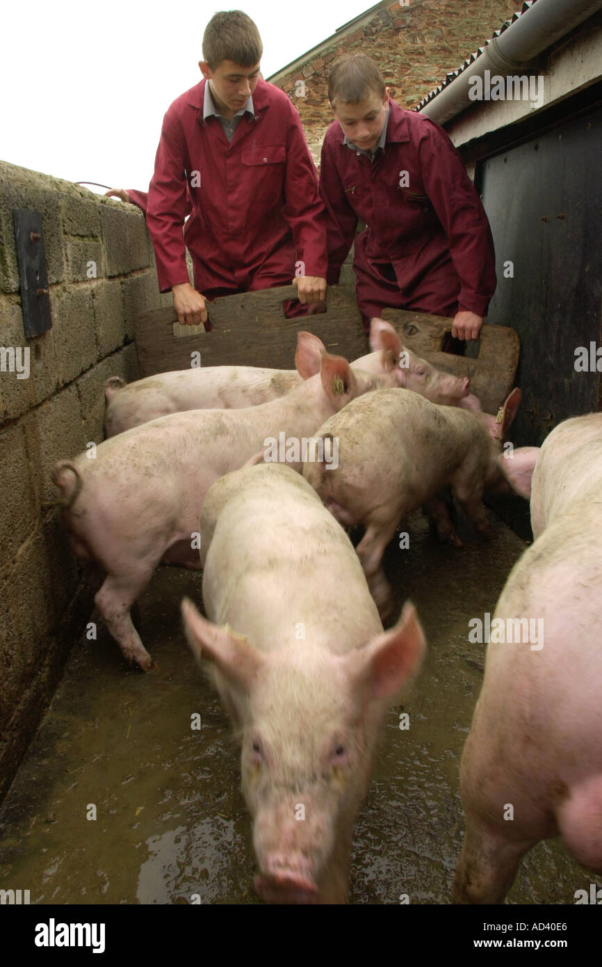 Pupils at Brymore School of Rural Technology herding pigs Somerset ...