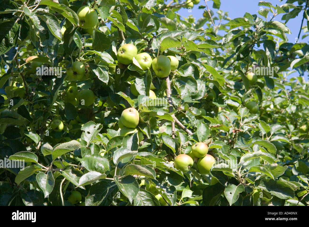 Bramley apples Malus domestica Bramley s Seedling on the tree in the ...