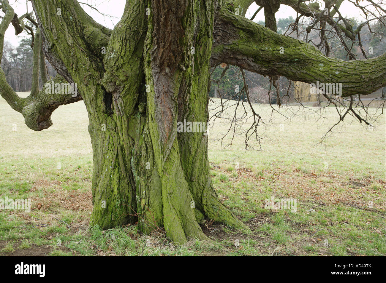 The old solitare tree in the country Stock Photo - Alamy