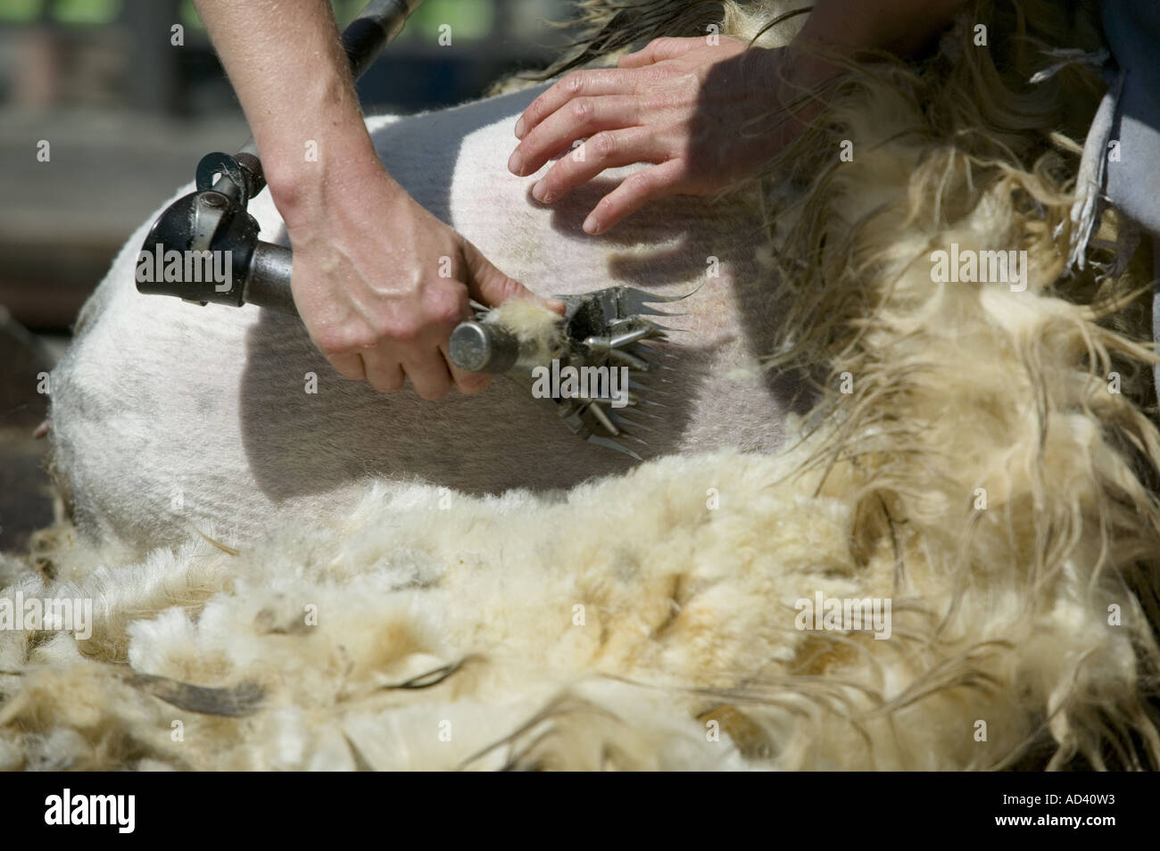 Fleece of sheep being sheared by woman at agricultural fair Plaza Nueva ...