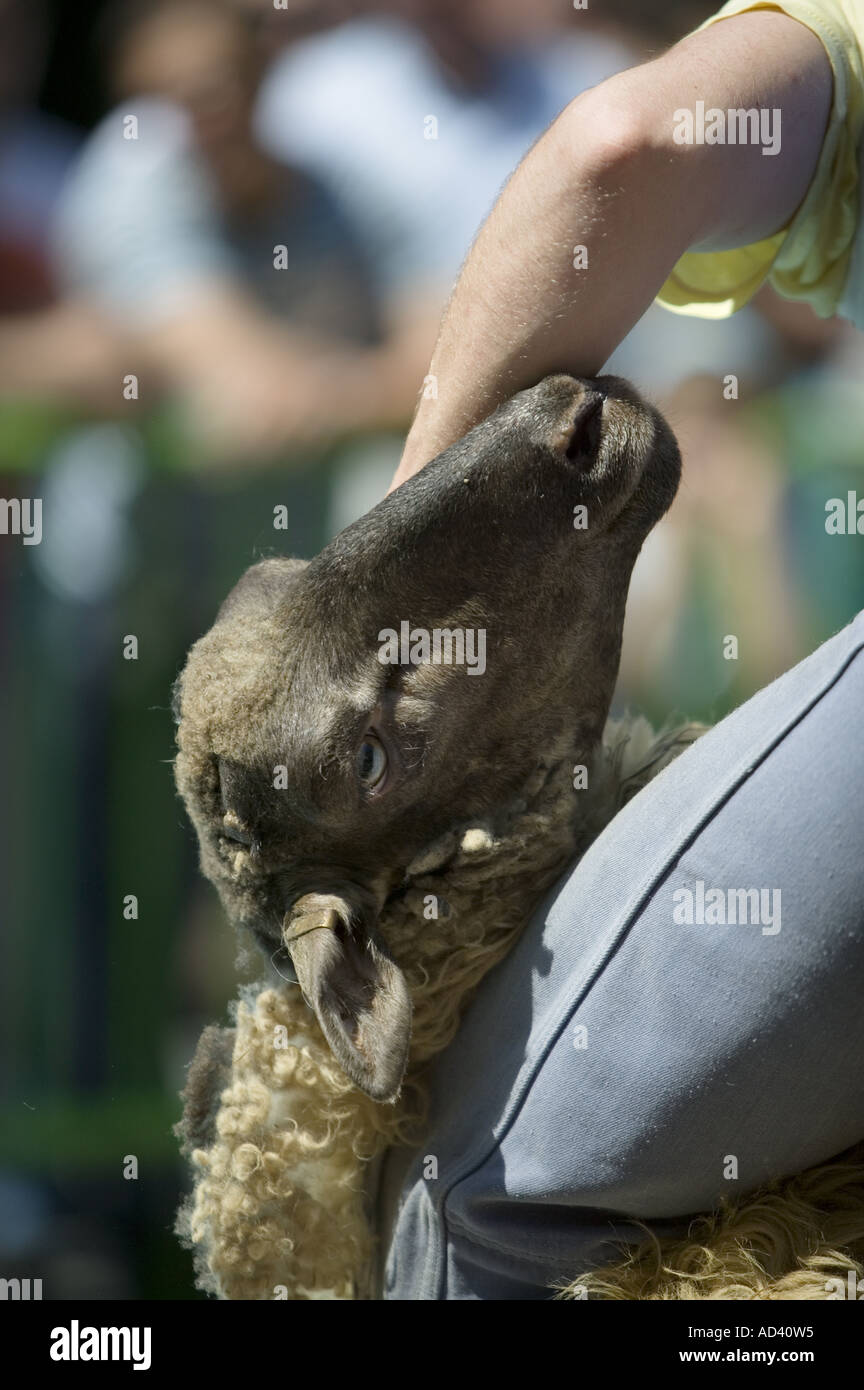 Sheep being sheared at agricultural fair Plaza Nueva Bilbao Stock Photo ...