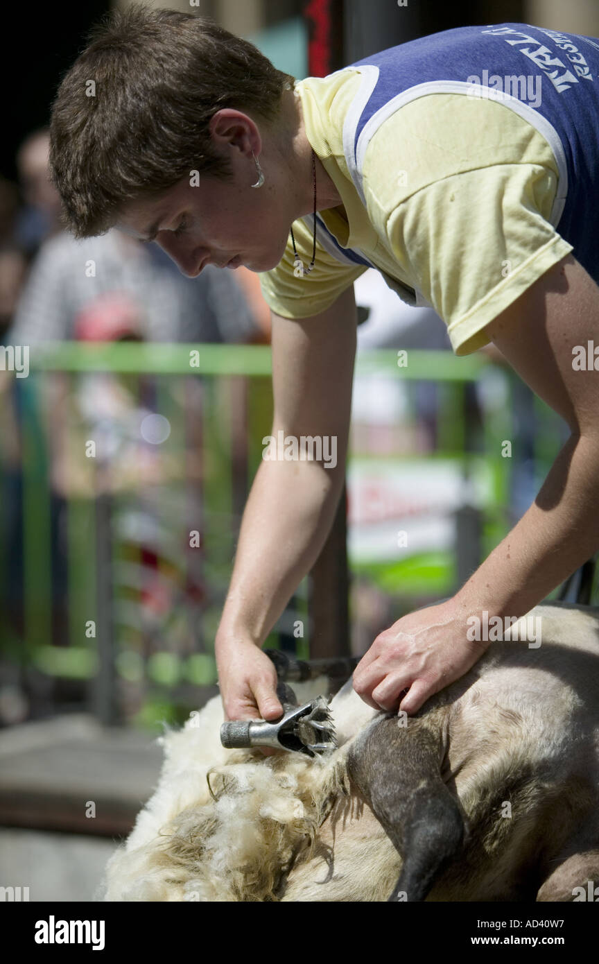 Basque woman shearing sheep at agricultural fair Plaza Nueva Bilbao Stock Photo - Alamy