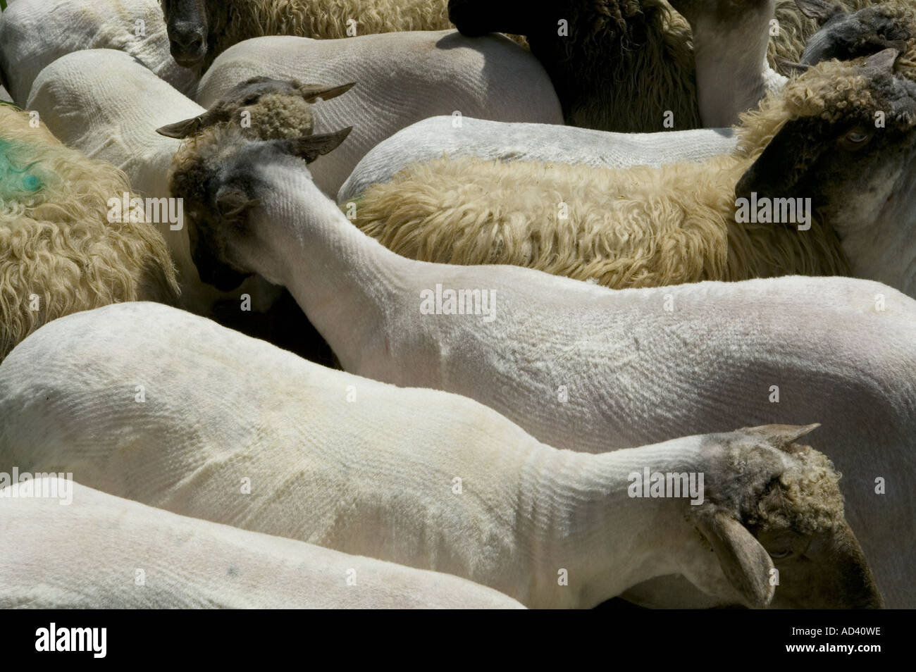 Newly shorn sheep hi-res stock photography and images - Alamy