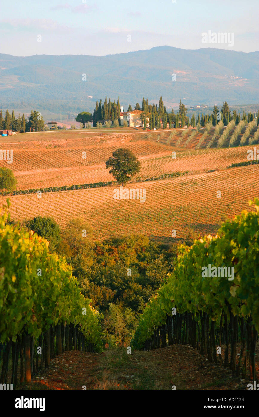 Graphic image of grapevines Tuscany Italy Stock Photo - Alamy
