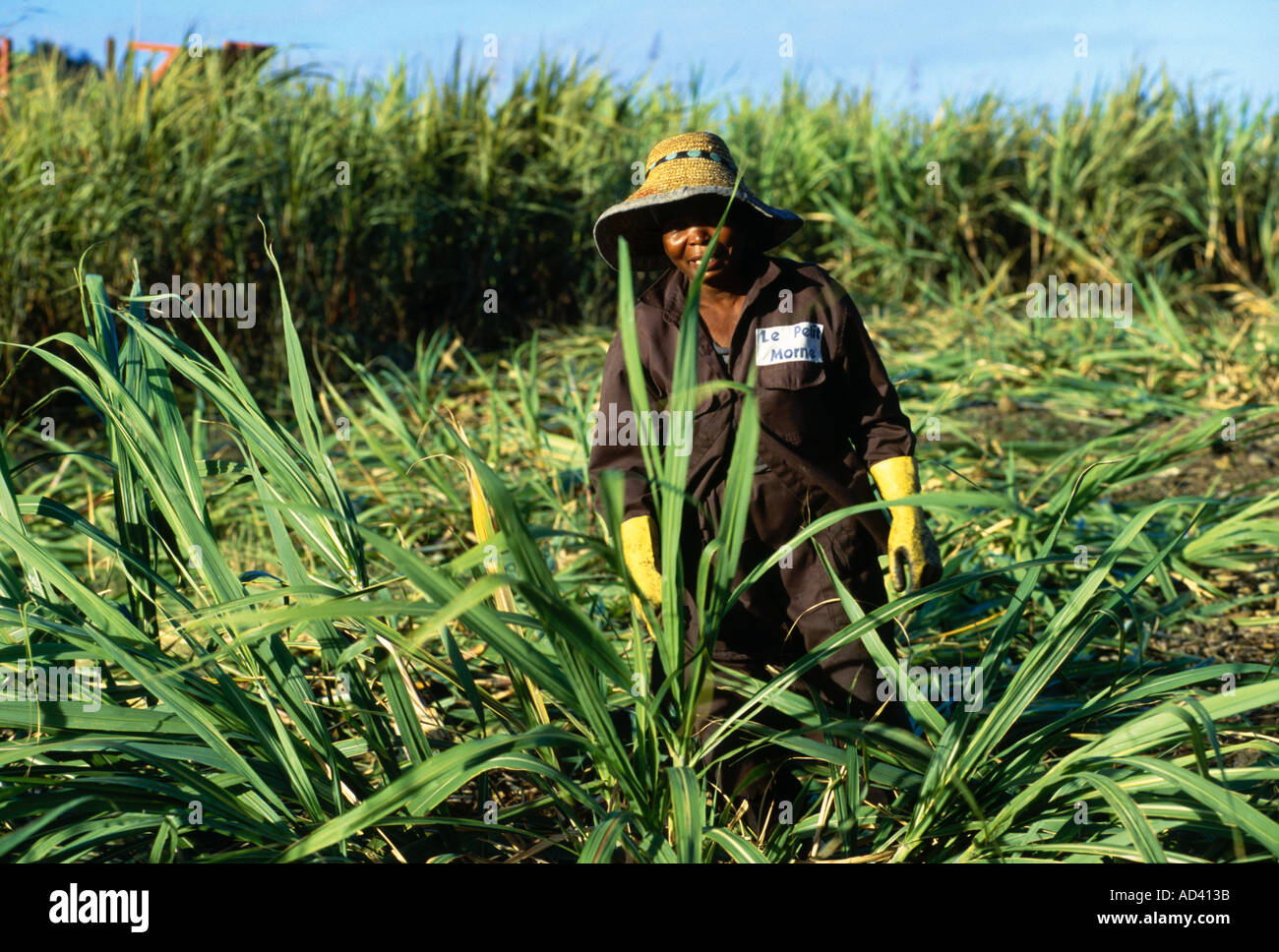 Sugar cane worker mauritius hi-res stock photography and images - Alamy