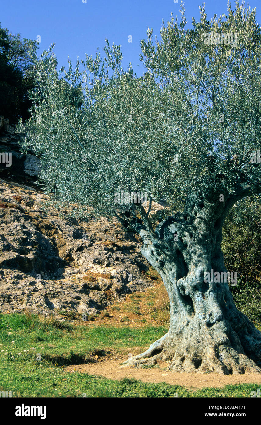 Olive trees in Provence, France, Europe Stock Photo - Alamy