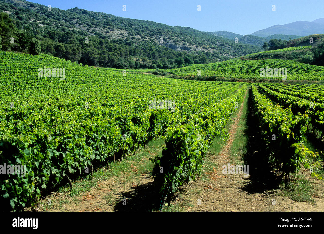Côtes du rhône wine hi-res stock photography and images - Alamy