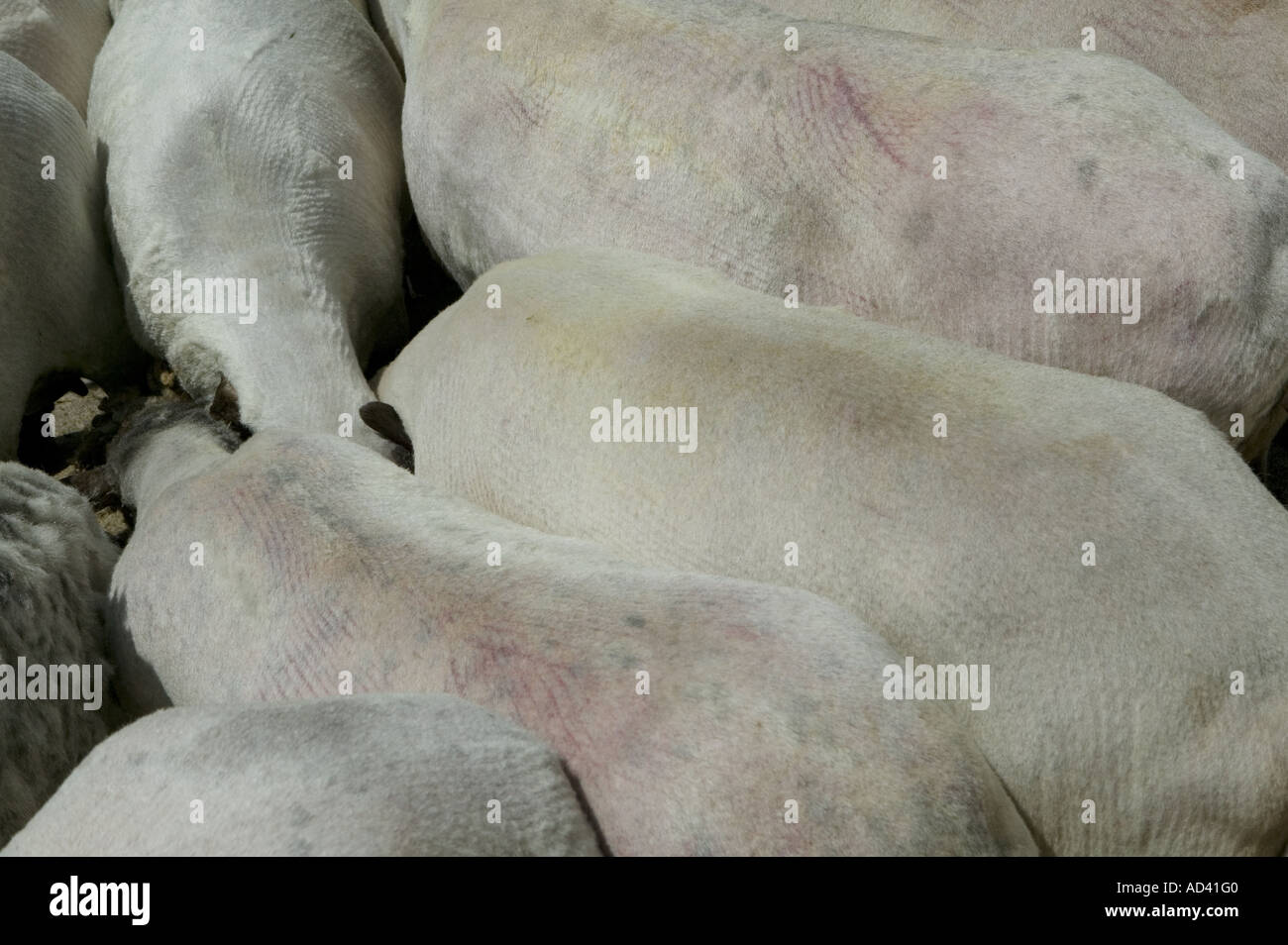 Newly shorn sheep hi-res stock photography and images - Alamy